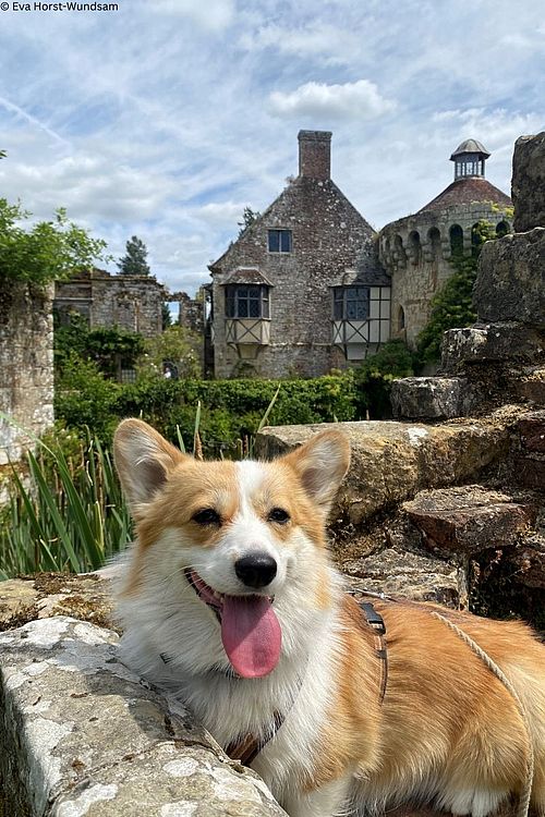 Corgi-Dame Betty entdeckt England